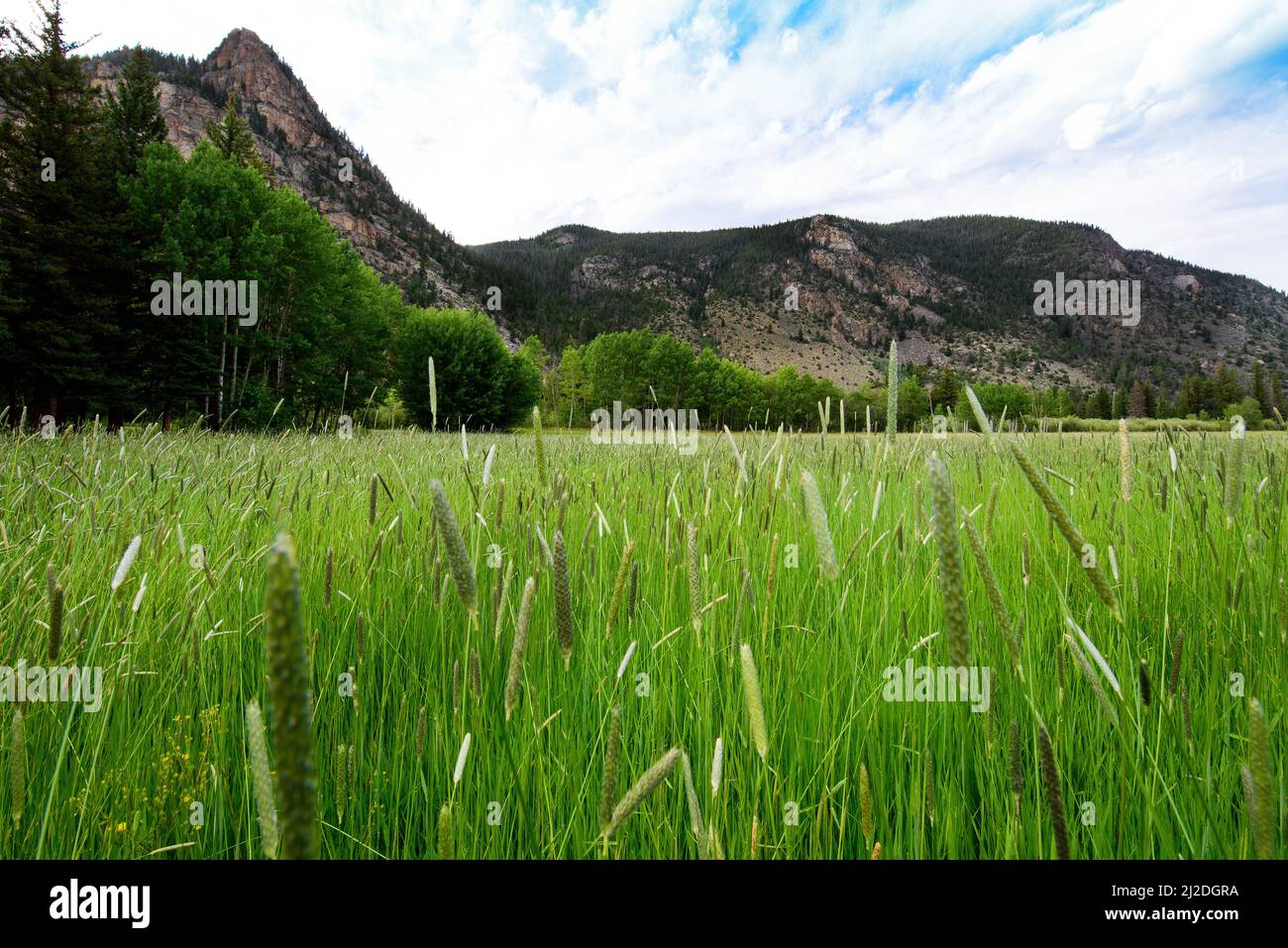 Tall grass marks the middle of summer Stock Photo - Alamy