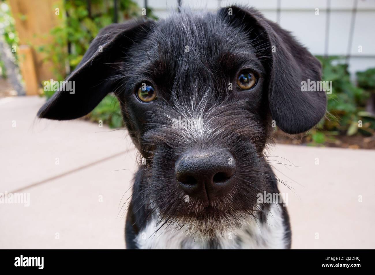 Hello dog hi-res stock photography and images - Alamy