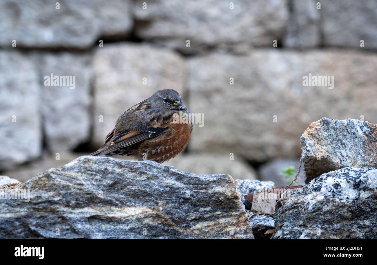 Himalayan accentor hi-res stock photography and images - Alamy