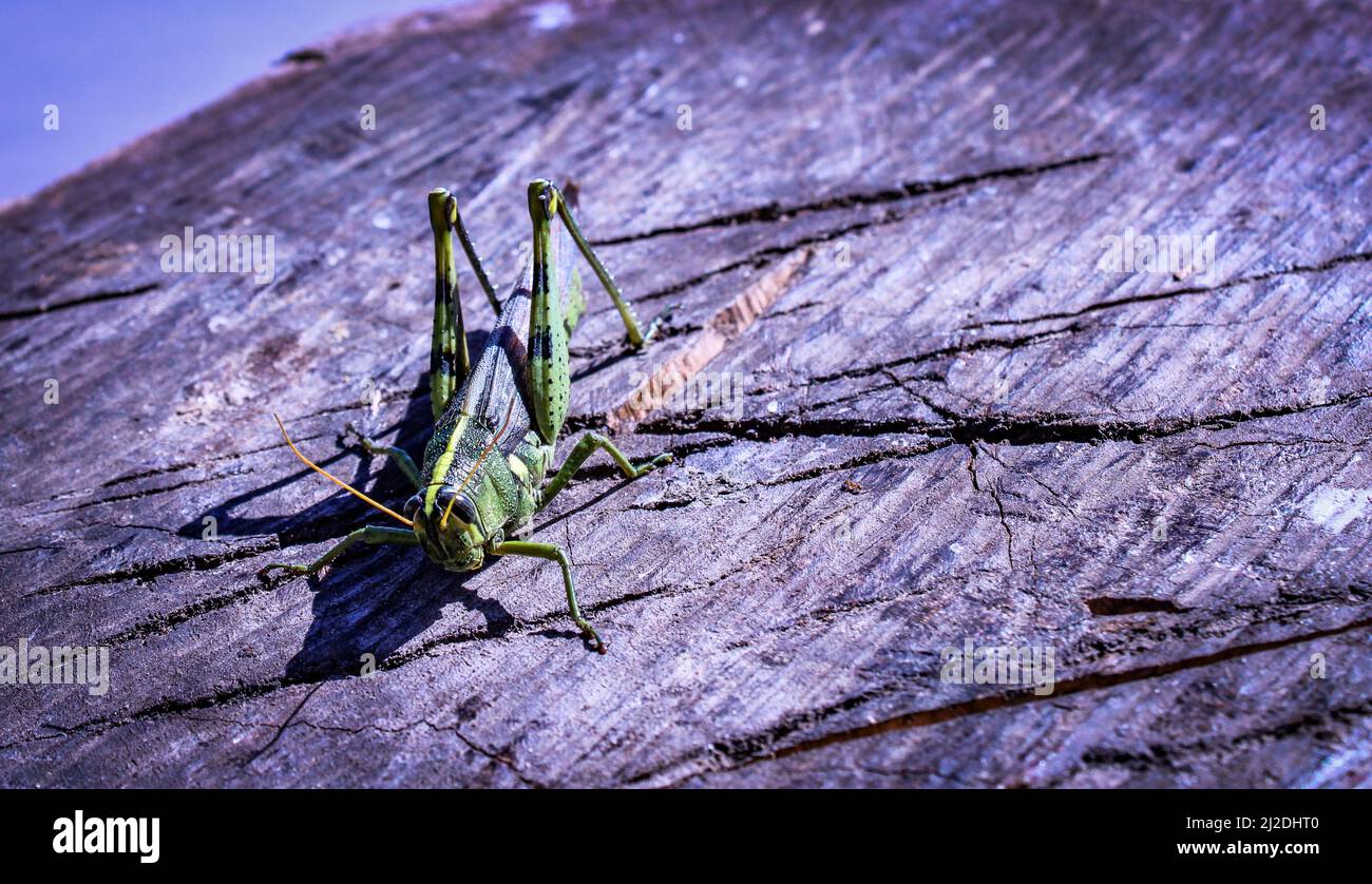 A closeup shot of a green grasshopper on a wooden structure Stock Photo ...