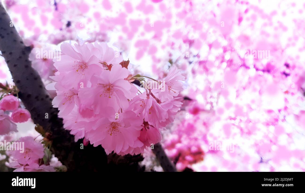 beautiful branches of pink Cherry blossoms on the tree Stock Photo - Alamy