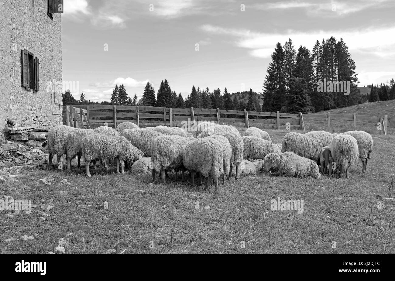 flock with many sheep on the farm ranch with black and white effect ...