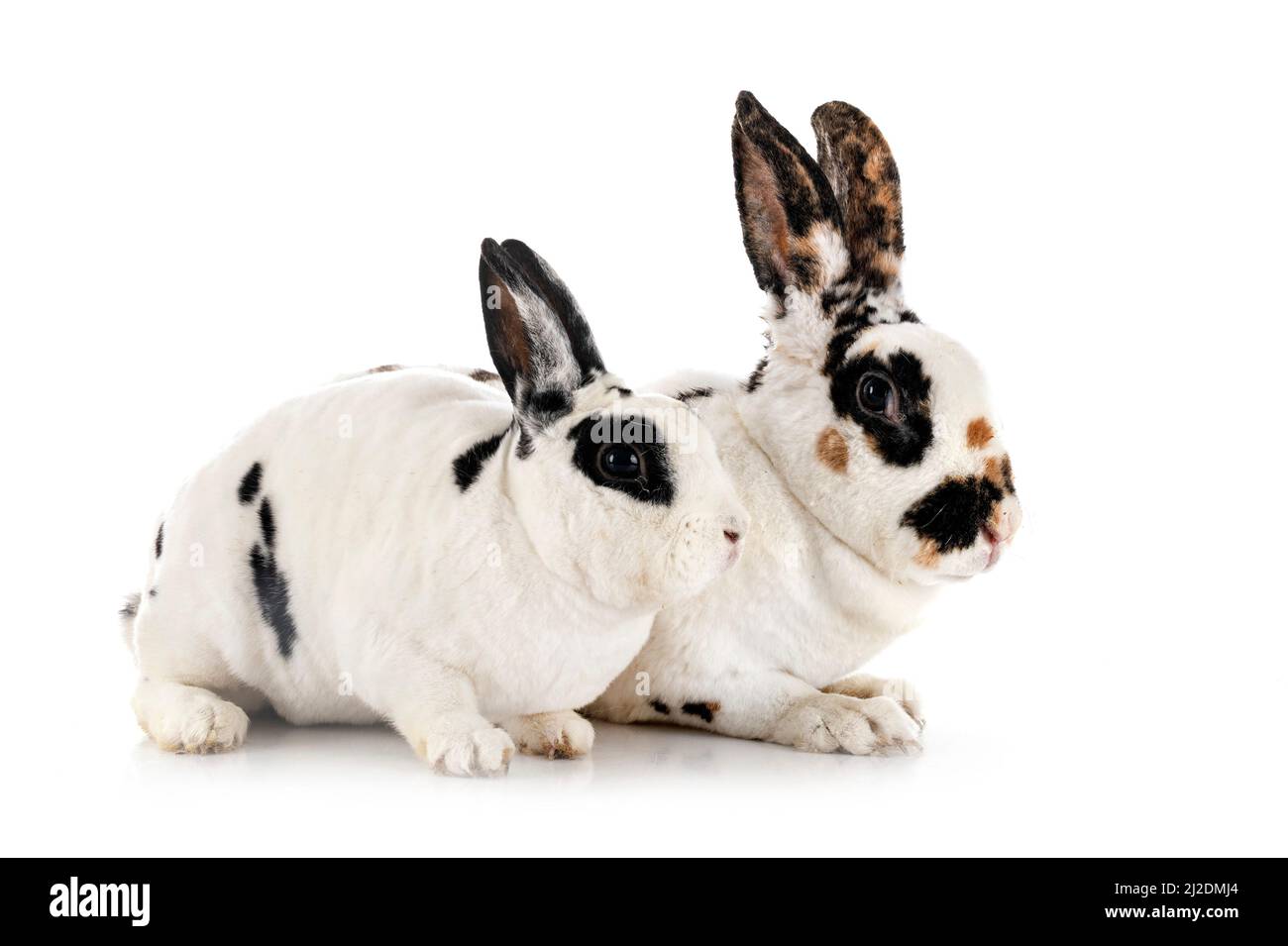 Rex rabbits in front of white background Stock Photo - Alamy