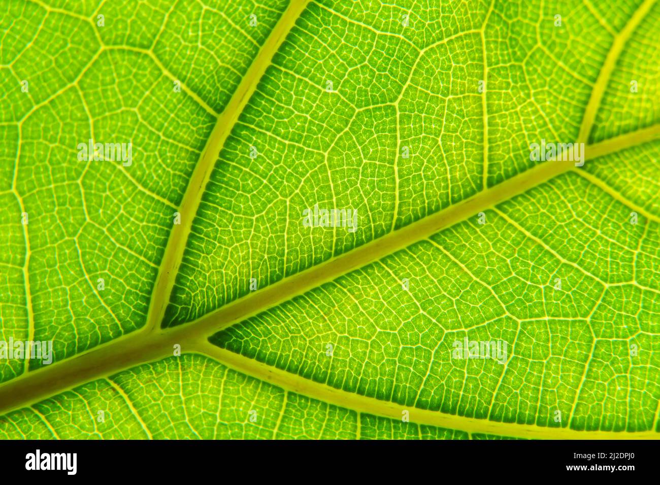 Dna structure cow hi-res stock photography and images - Alamy