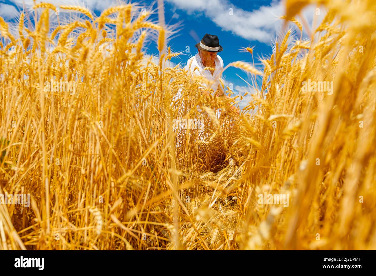 Farmer is reaping wheat manually with a scythe in the traditional rural ...