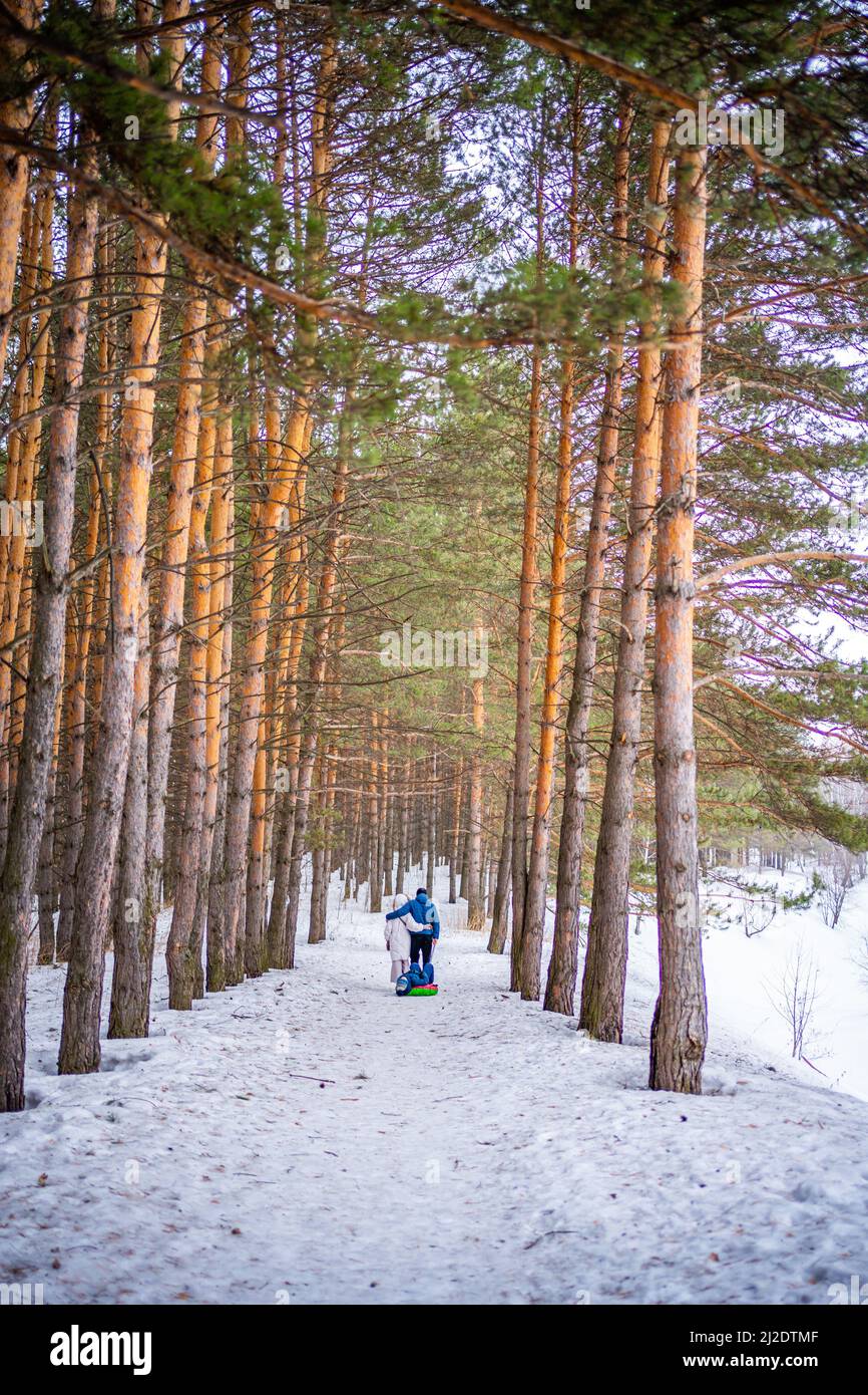 Siberian pine forest near Kemerovo, Siberia, Russia Stock Photo - Alamy