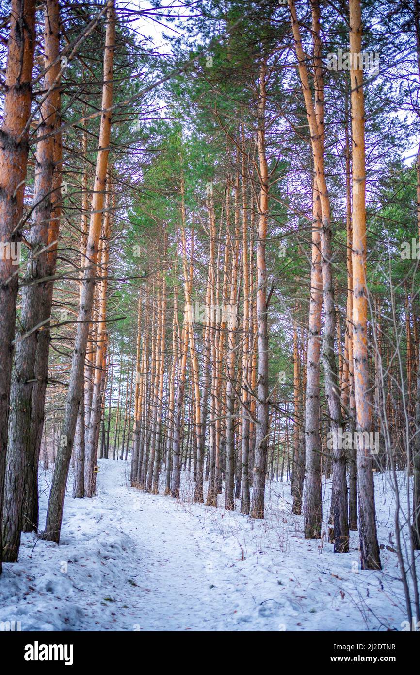 Siberian winter culture hi-res stock photography and images - Alamy