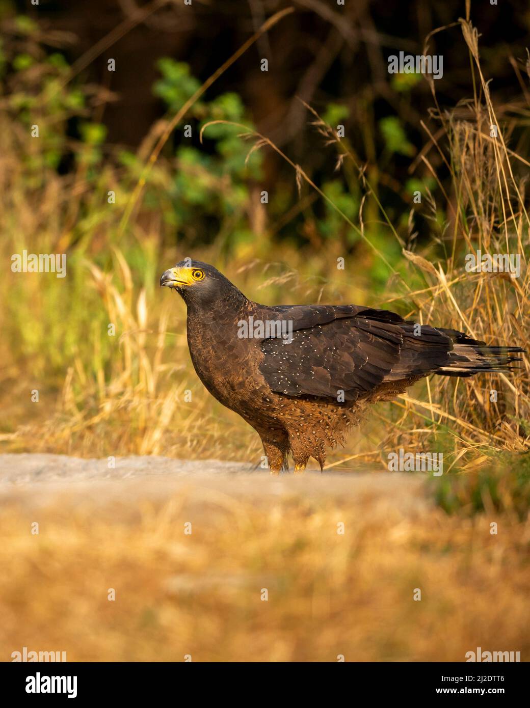 Crested Serpent Eagle or Spilornis cheela closeup or portrait during ...