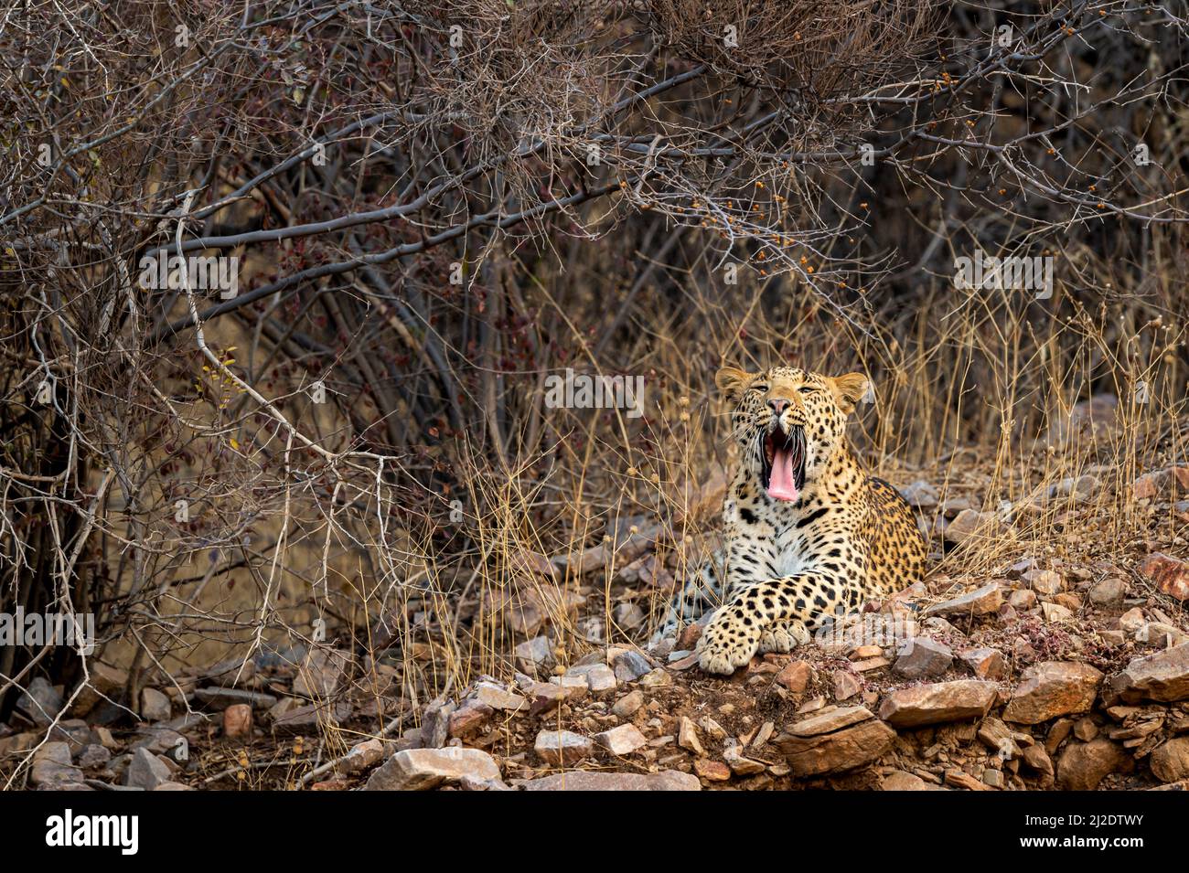 indian wild adult male leopard or panther portrait on aravalli hills or ...
