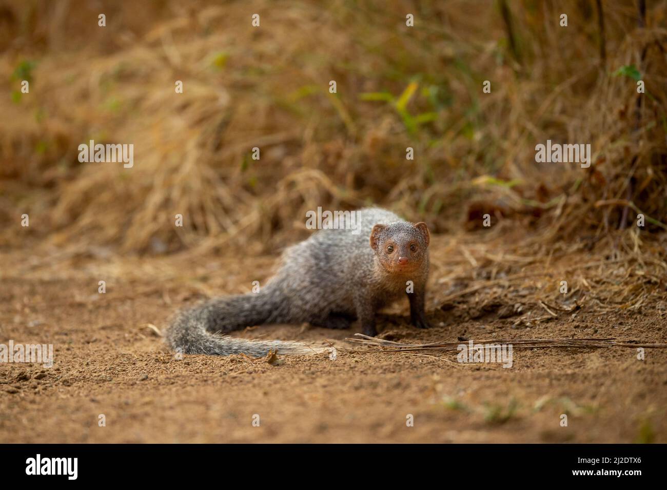 Indian grey mongoose or Herpestes edwardsii portrait with natural eye ...