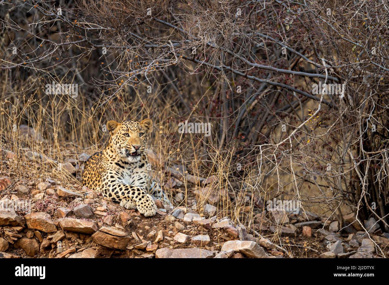 indian wild adult male leopard or panther portrait on aravalli hills or ...