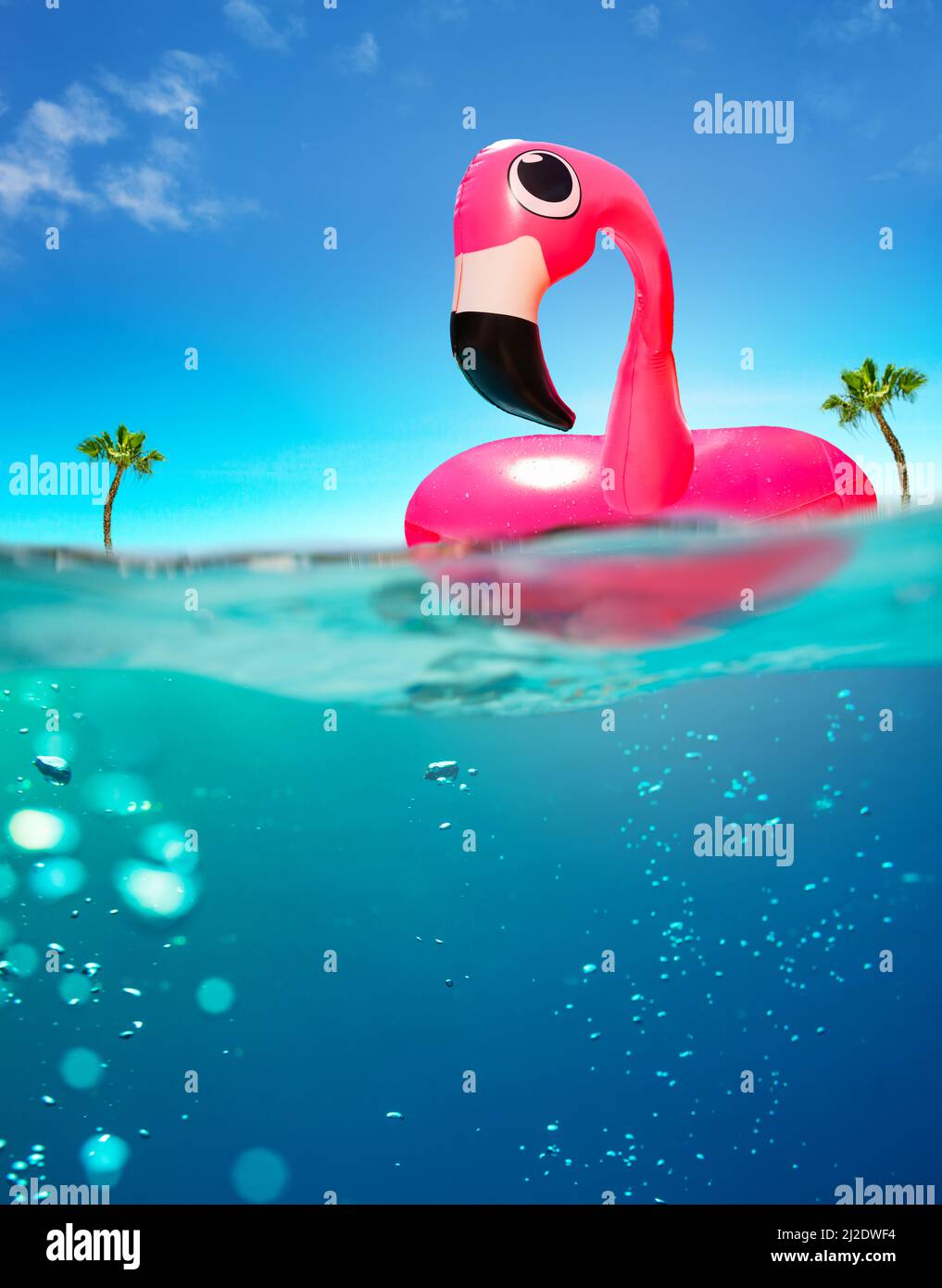 Inflatable flamingo rubber buoy and pool underwater split photo Stock ...