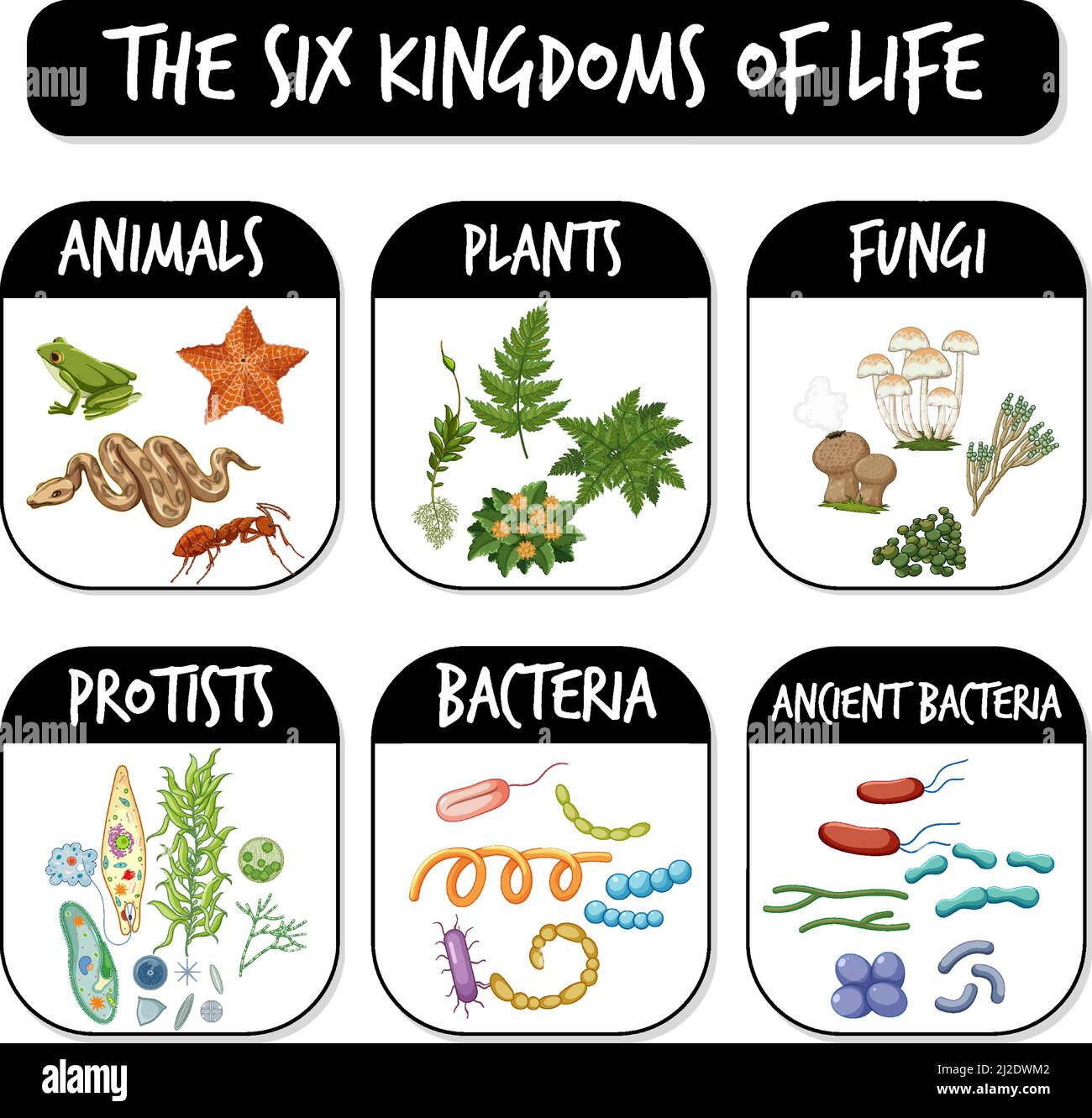 Diagram Showing Six Kingdoms Of Life Illustration Stock Vector Image And Art Alamy 