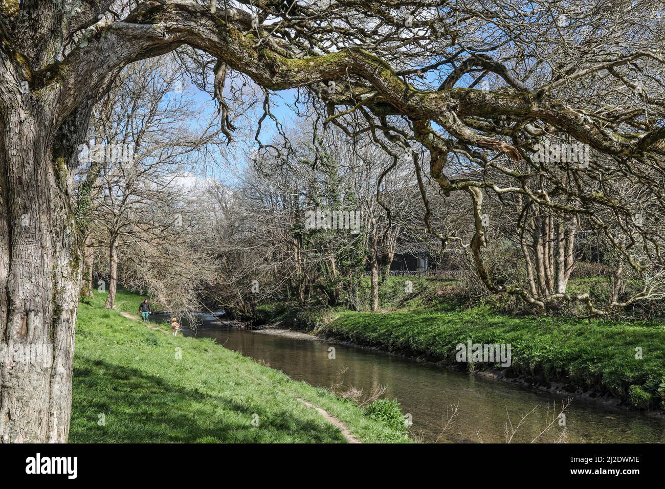 The River Plym flows through the woods at Marsh Mills with a dog walker ...