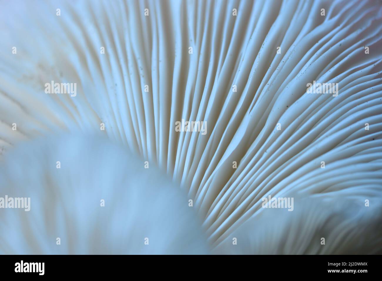 Masroom hi-res stock photography and images - Alamy