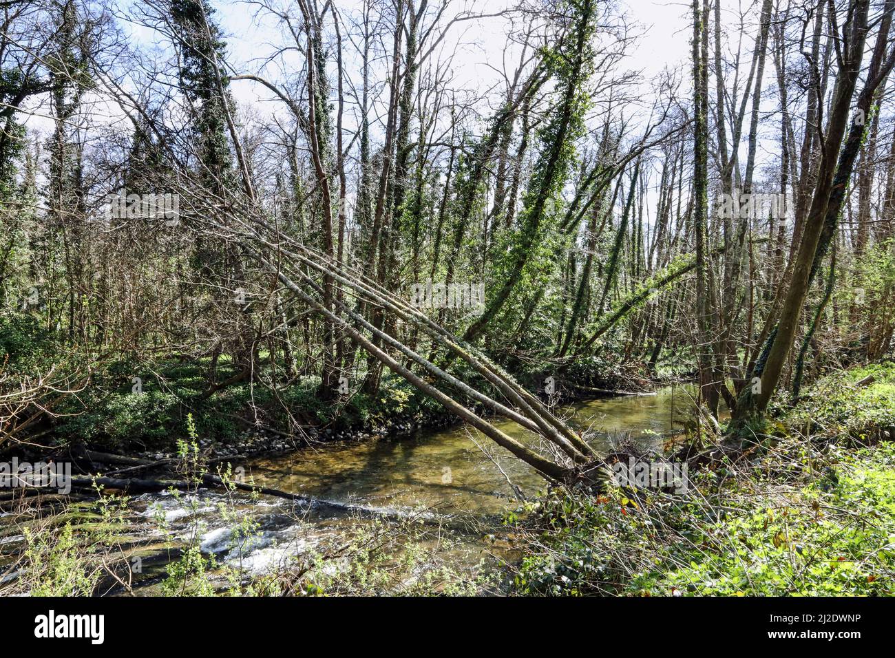 A fallen tree straddles the River Plym flows through the woods at ...