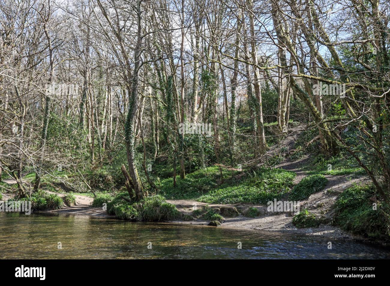 The River Plym flows through the woods at Plymbridge on ot’s journey ...