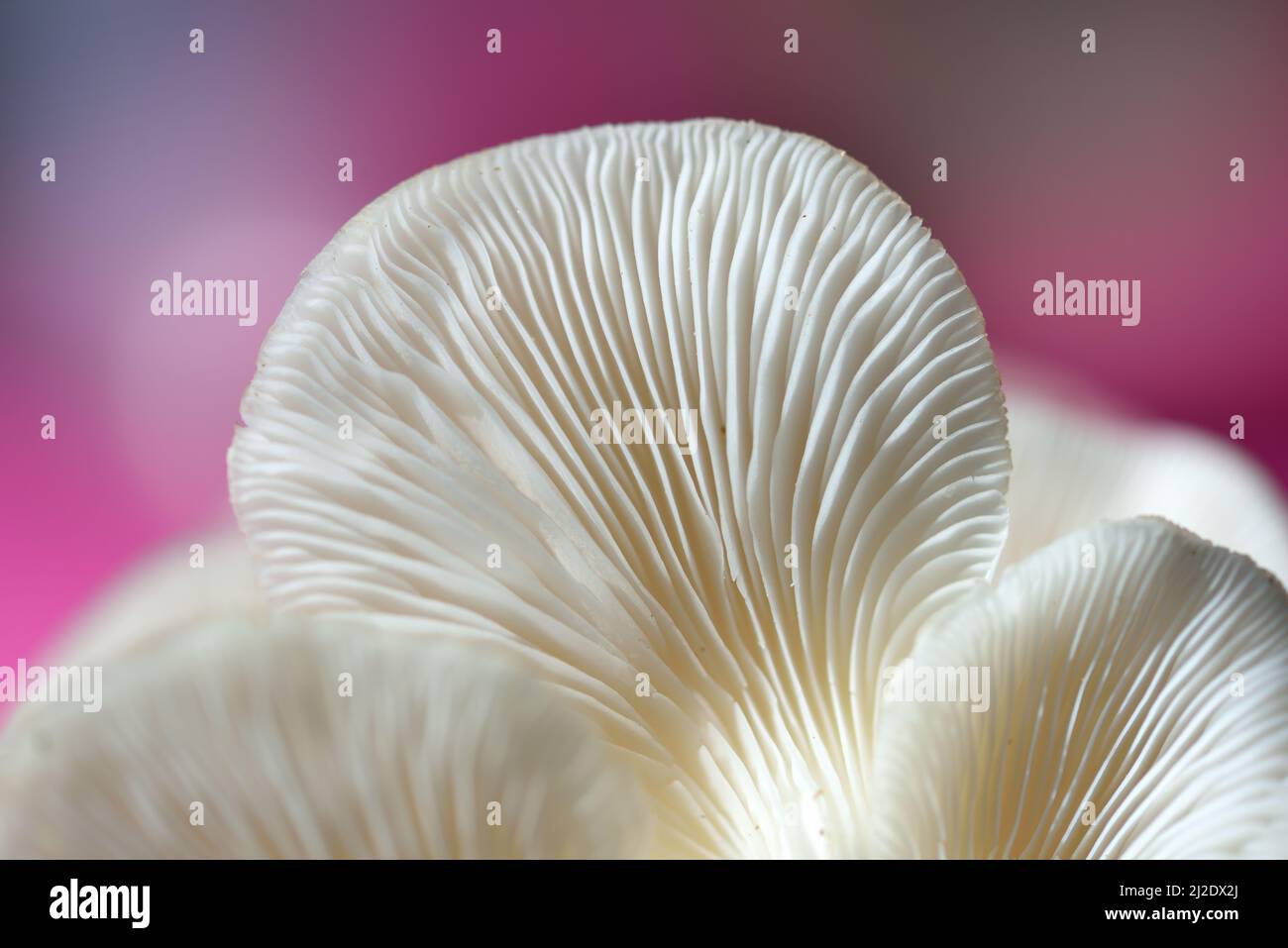 Masroom hi-res stock photography and images - Alamy