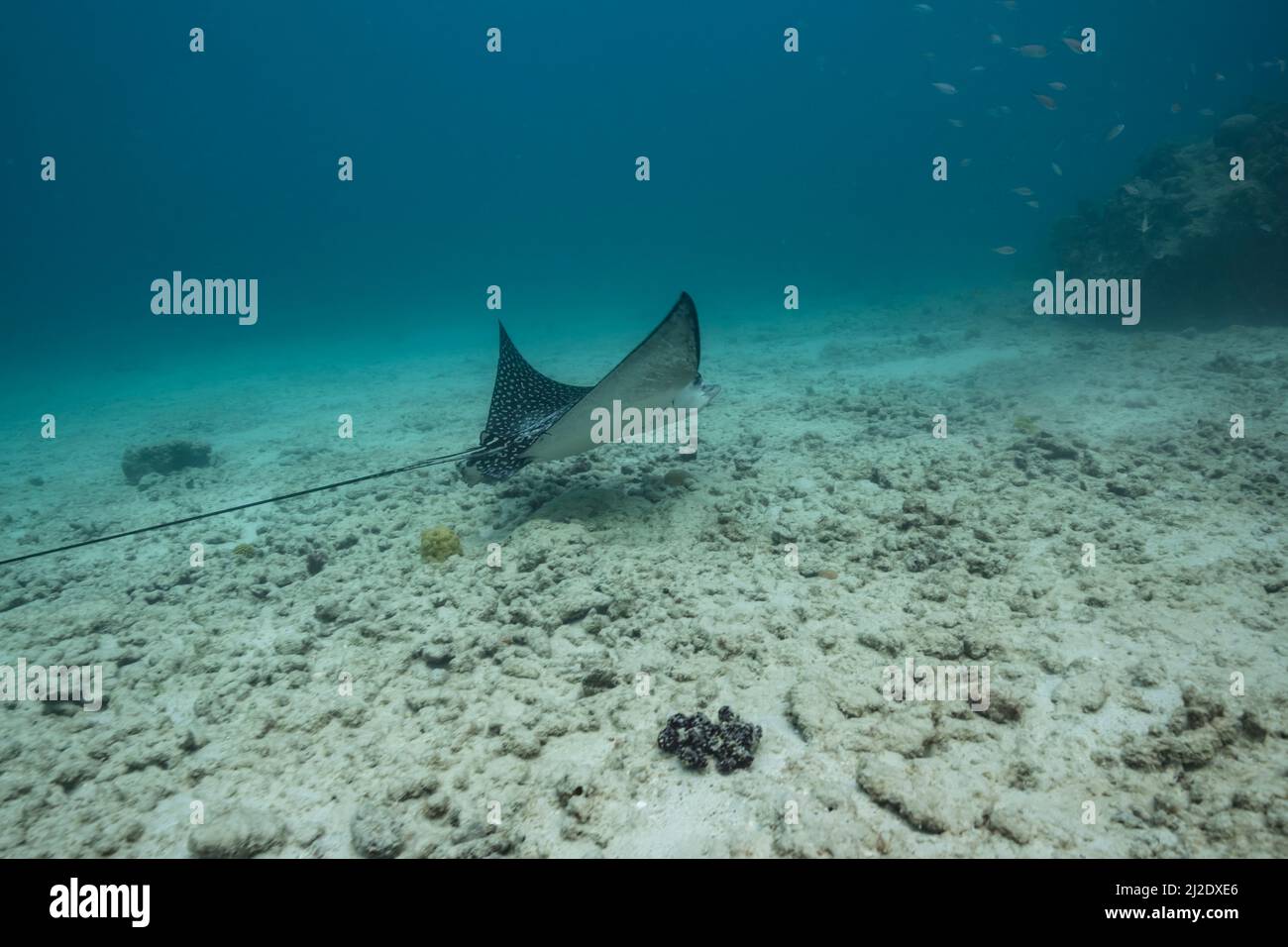 Seascape with Spotted Eagle Ray in the coral reef of Caribbean Sea ...