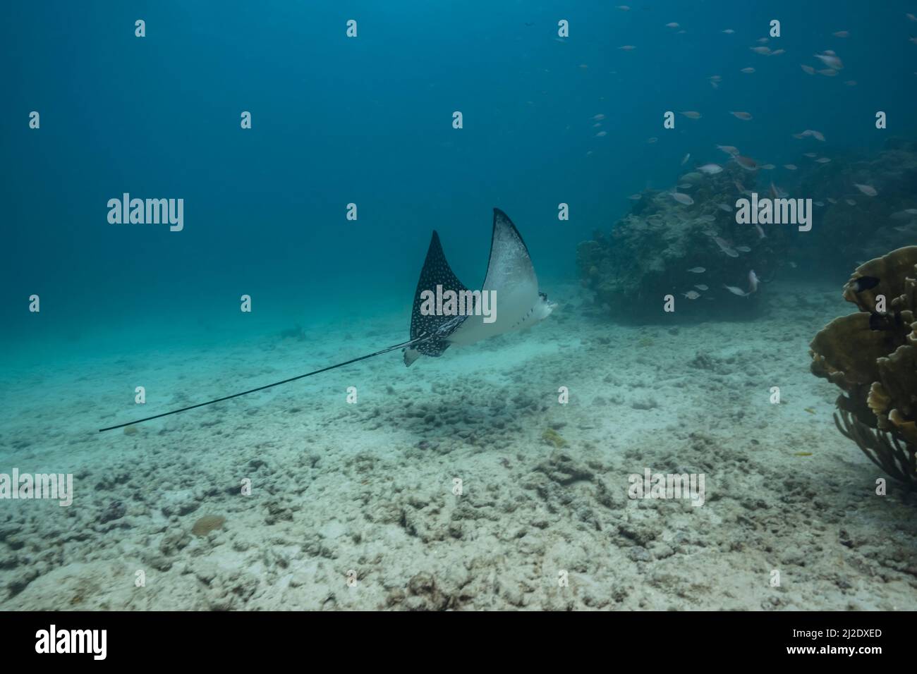 Seascape with Spotted Eagle Ray in the coral reef of Caribbean Sea ...