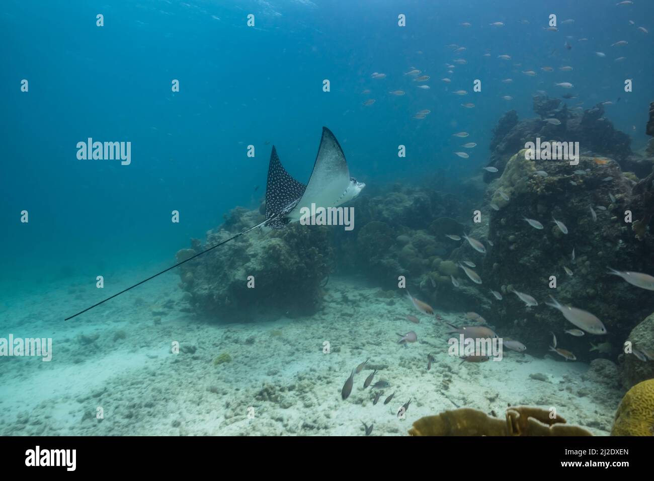Seascape with Spotted Eagle Ray in the coral reef of Caribbean Sea ...