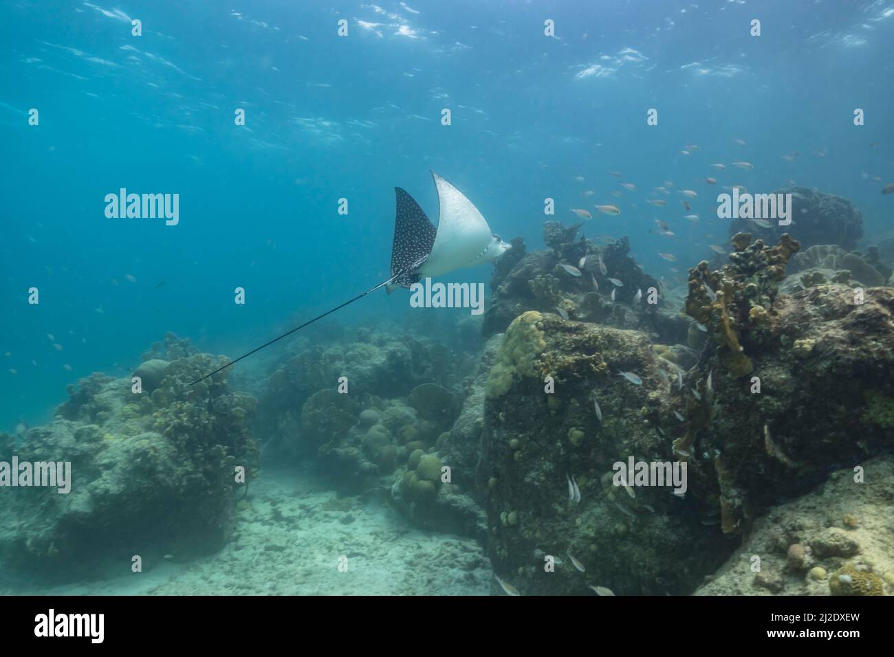 Seascape with Spotted Eagle Ray in the coral reef of Caribbean Sea ...