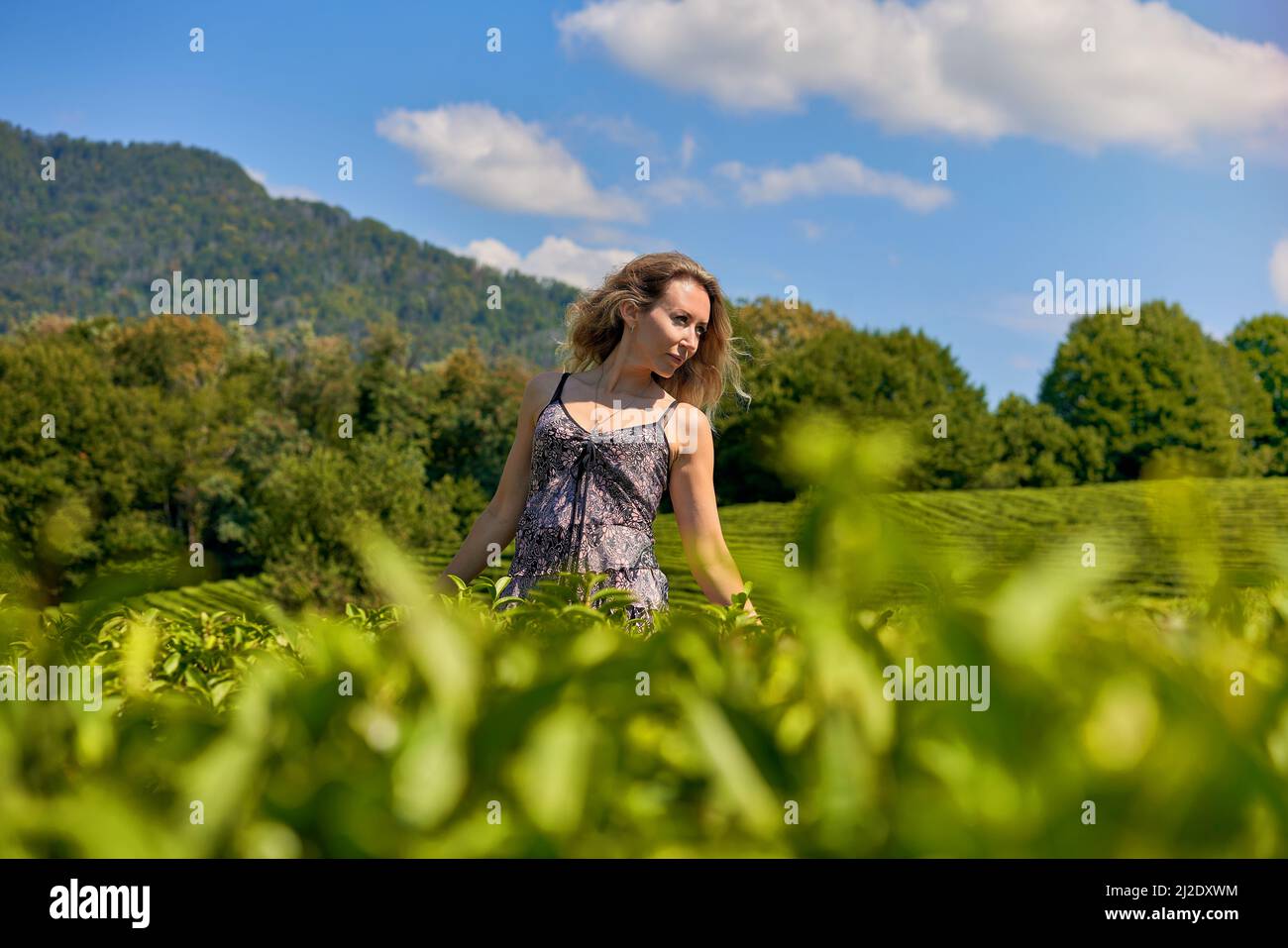 girl collects tea leaves on plantations Stock Photo - Alamy