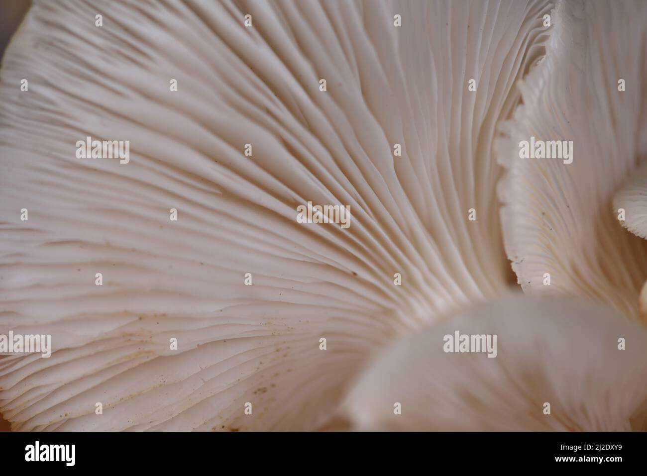 Masroom hi-res stock photography and images - Alamy