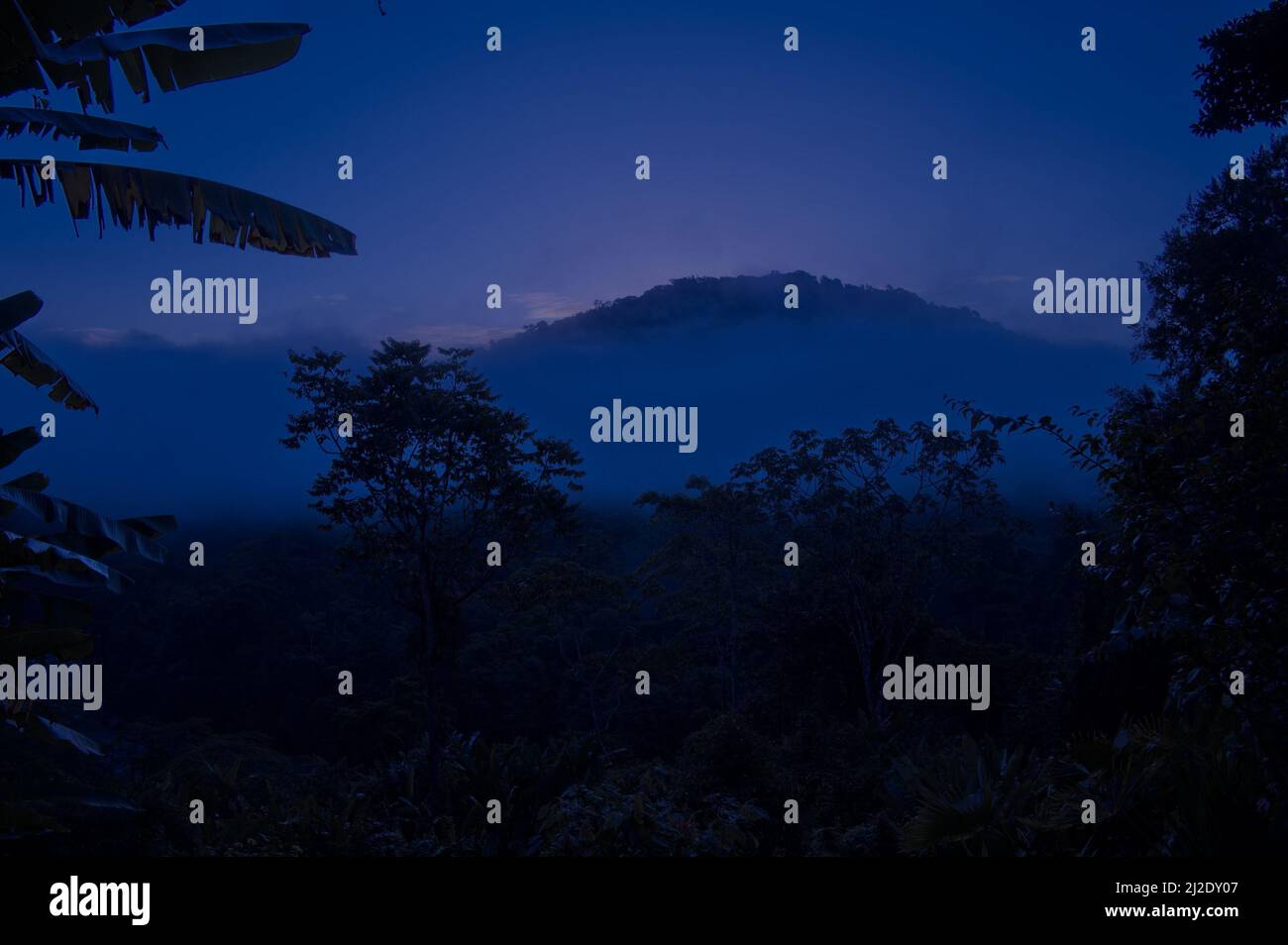 Early morning view from lodge in the jungle Stock Photo - Alamy