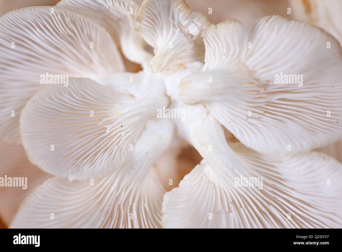 Masroom hi-res stock photography and images - Alamy