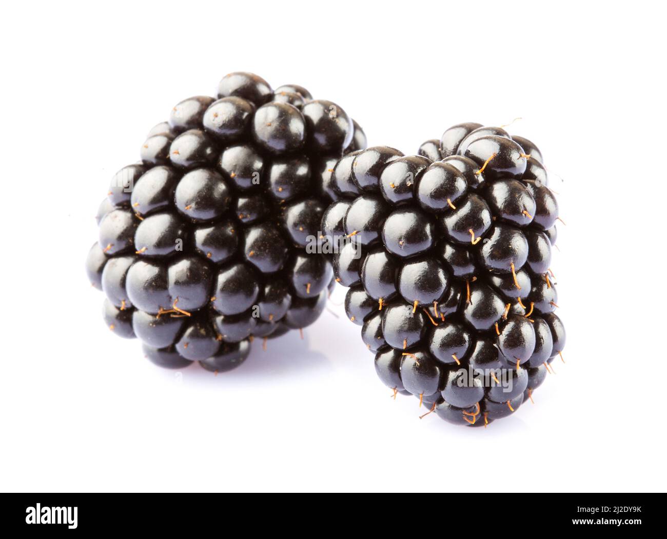 Two ripe blackberries isolated on white background Stock Photo - Alamy