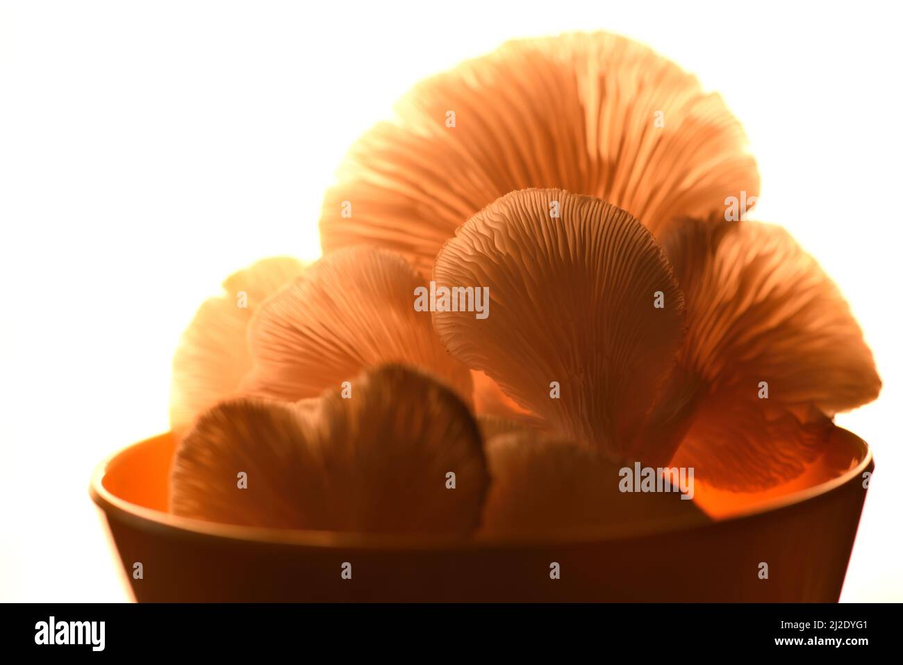 Masroom hi-res stock photography and images - Alamy