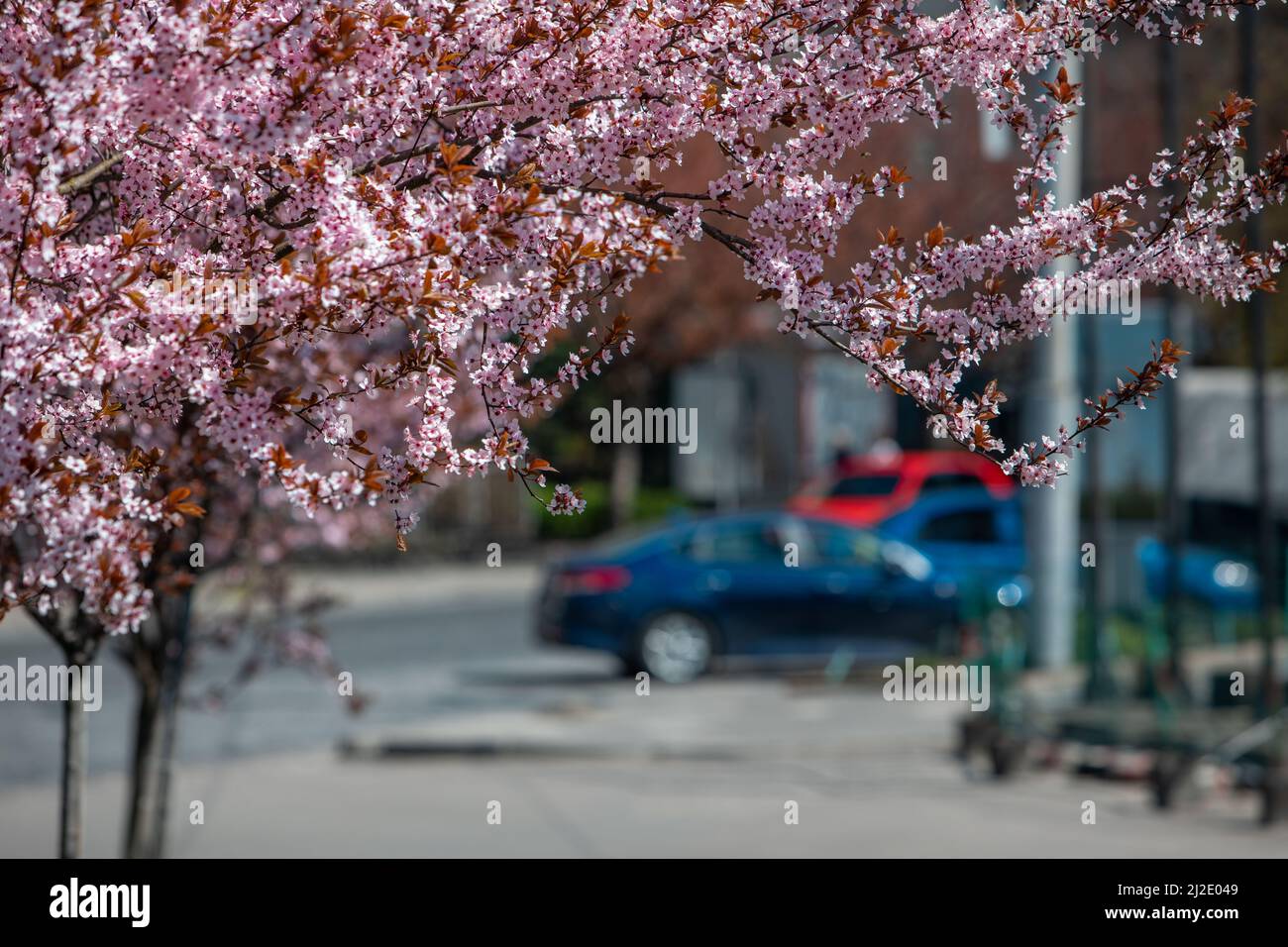 blooming sakura tree at sunny spring day office building on background ...