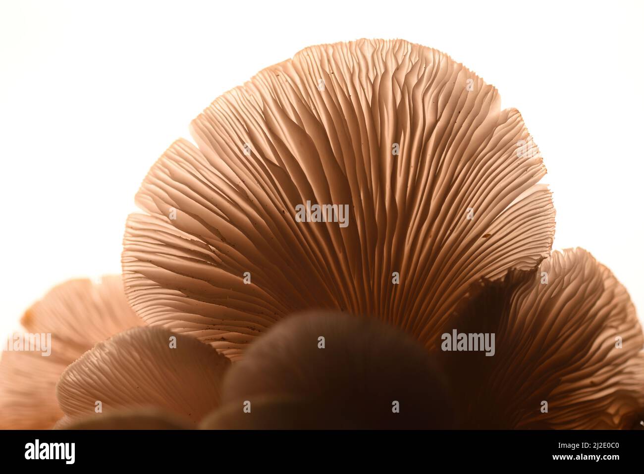 Masroom hi-res stock photography and images - Alamy