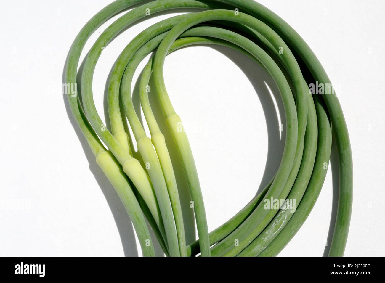 Garlic arrows close-ap. green cut garlic stalks with buds on a white ...