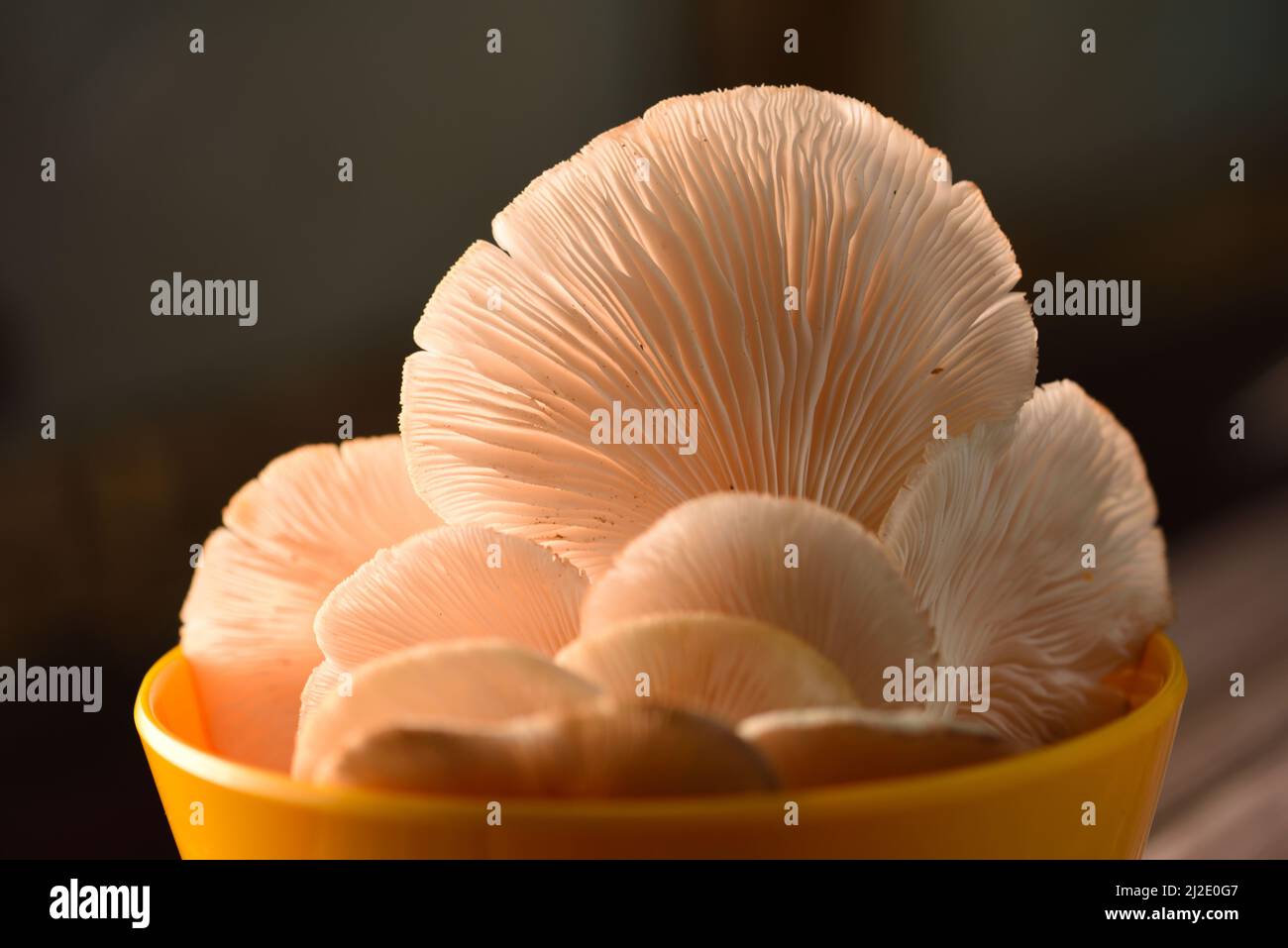 Masroom stock photo Stock Photo - Alamy