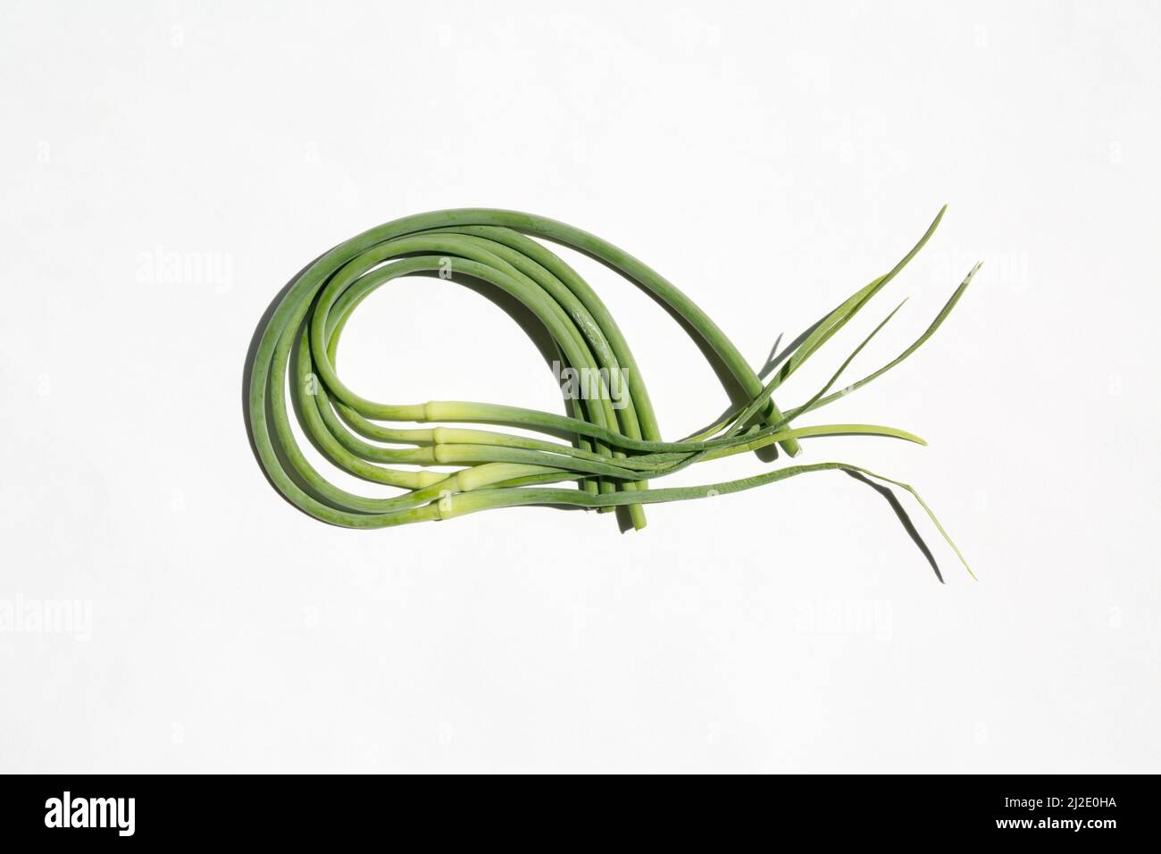 Garlic arrows. green cut garlic stalks with buds on a white background ...