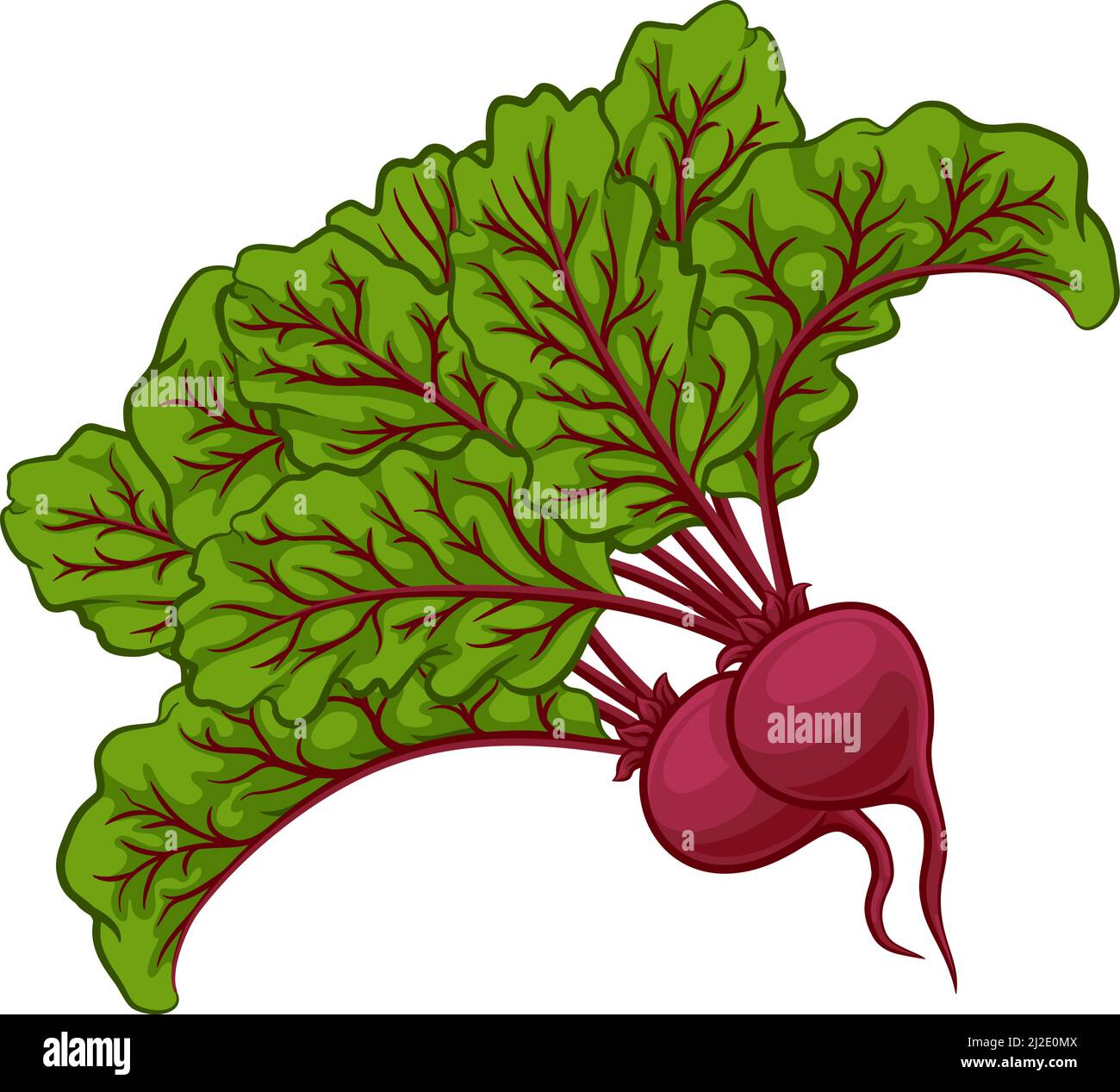 Beet Or Beetroot Vegetable Cartoon Illustration Stock Vector Image ...