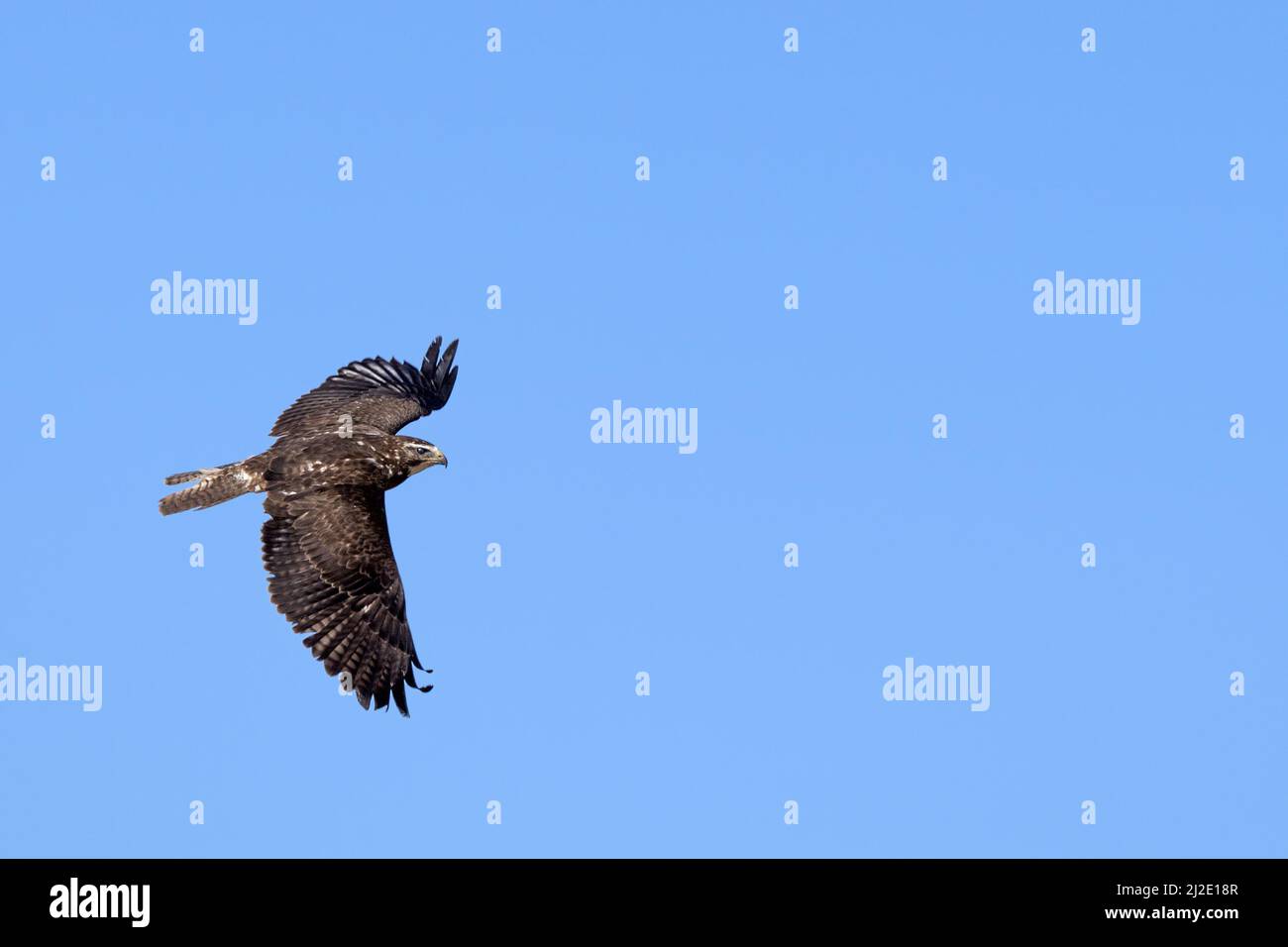osprey in baja california sur mexico Stock Photo - Alamy