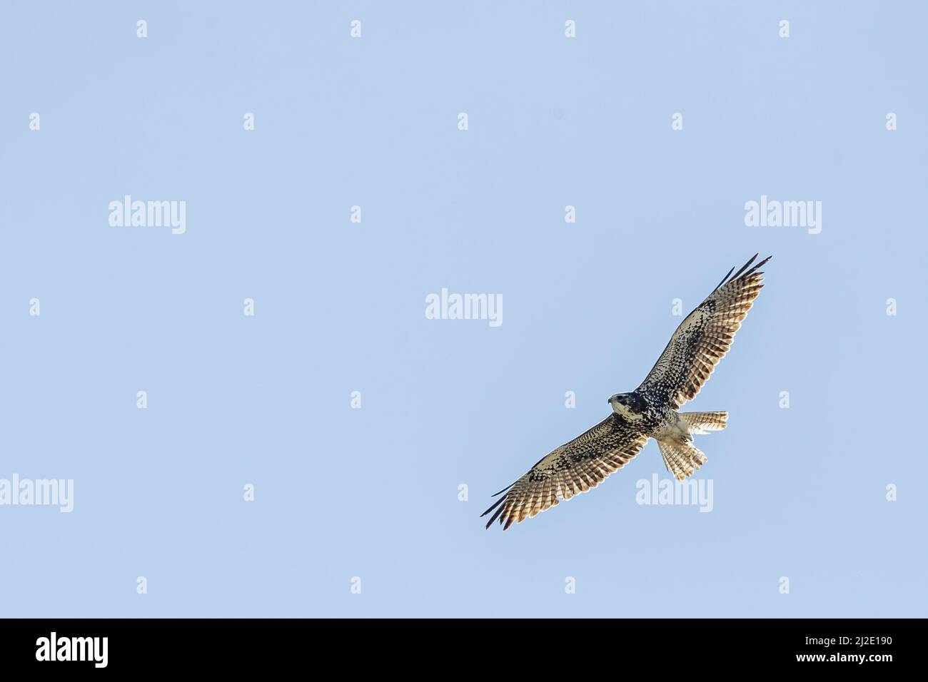 osprey in baja california sur mexico Stock Photo - Alamy