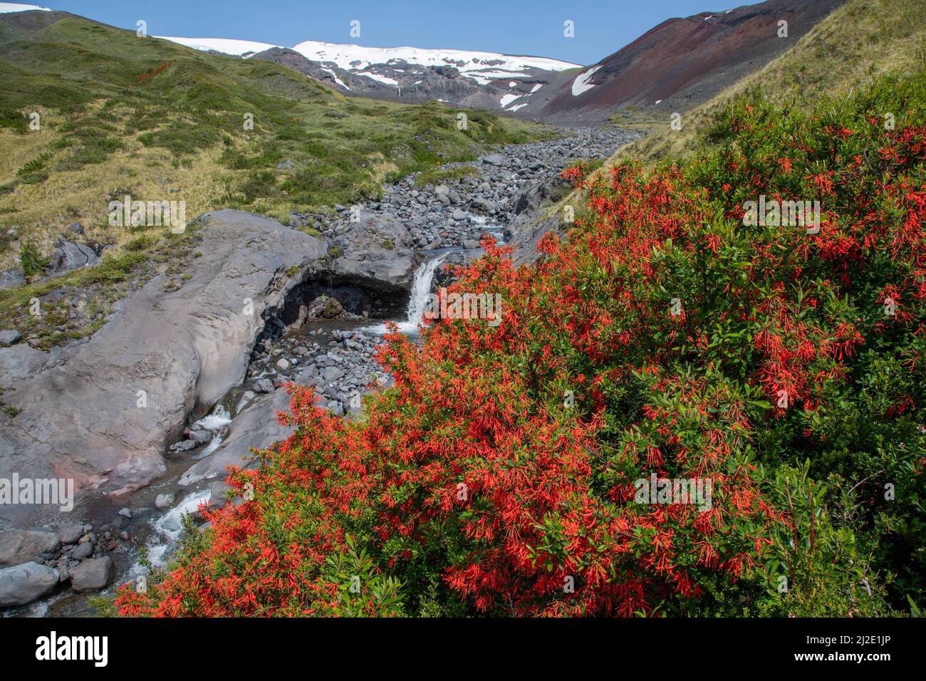 Huilo huilo nature reserve hi-res stock photography and images - Alamy
