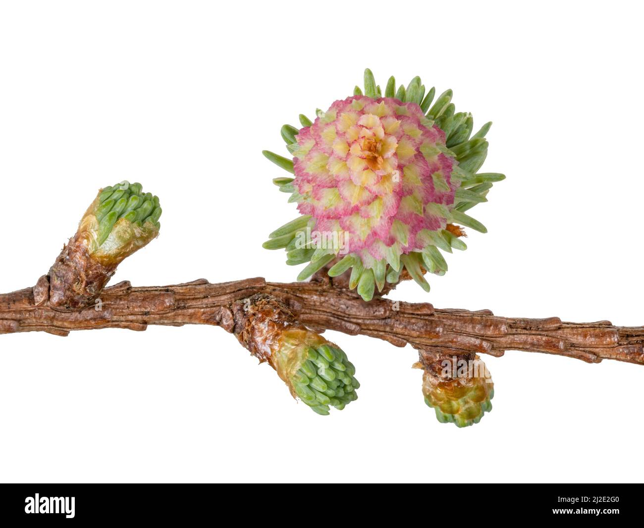 Cone flower closeup hi-res stock photography and images - Alamy