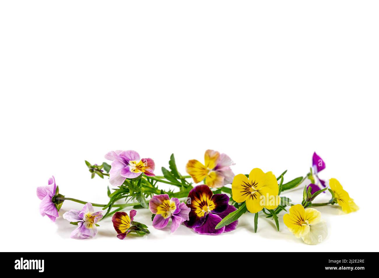Pansies violets flowers it is isolated on a white background:field ...