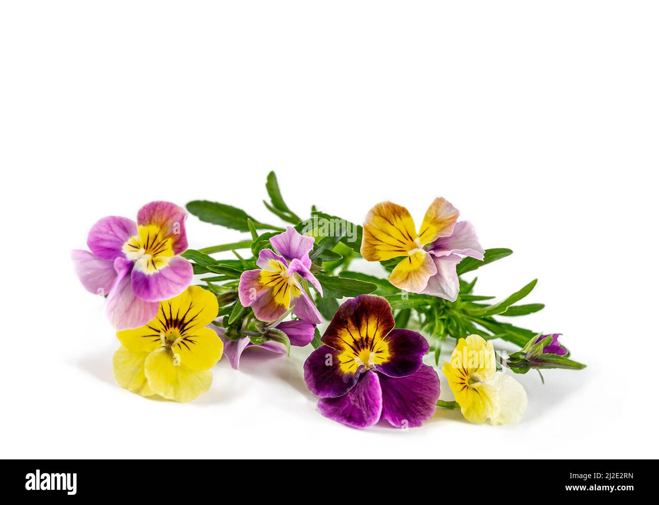 Vegetal species Cut Out Stock Images & Pictures - Alamy
