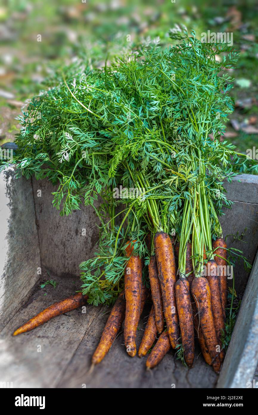 Bunch of carrots Stock Photo - Alamy