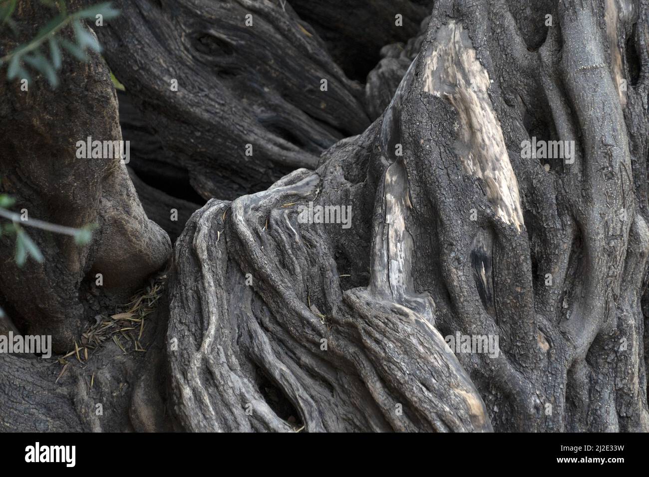 300 year old tree hi-res stock photography and images - Alamy