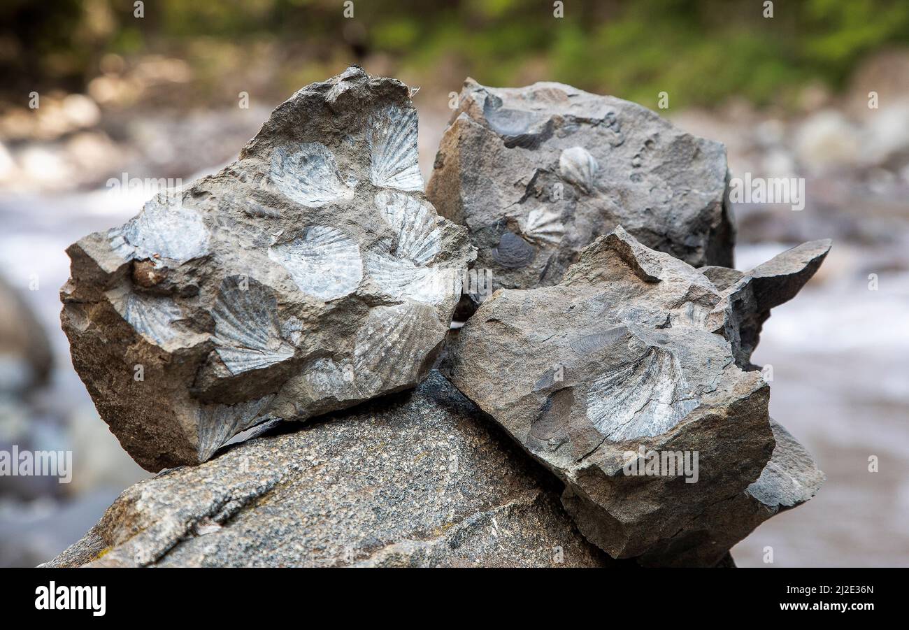 Photographing sea shells hi-res stock photography and images - Alamy