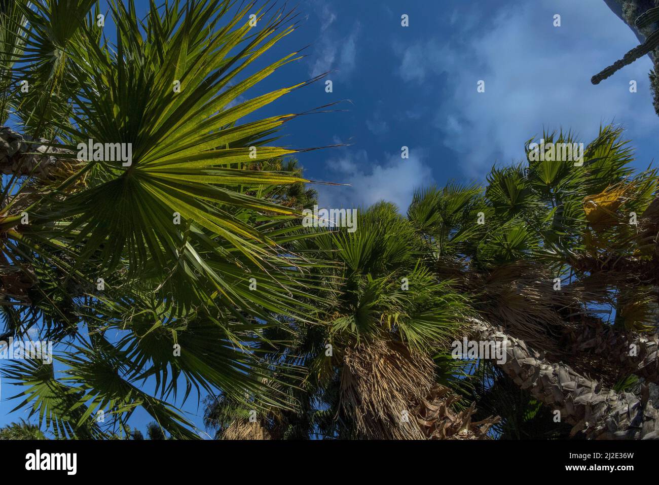 palm tree from bottom to up in baja california mexico Stock Photo - Alamy
