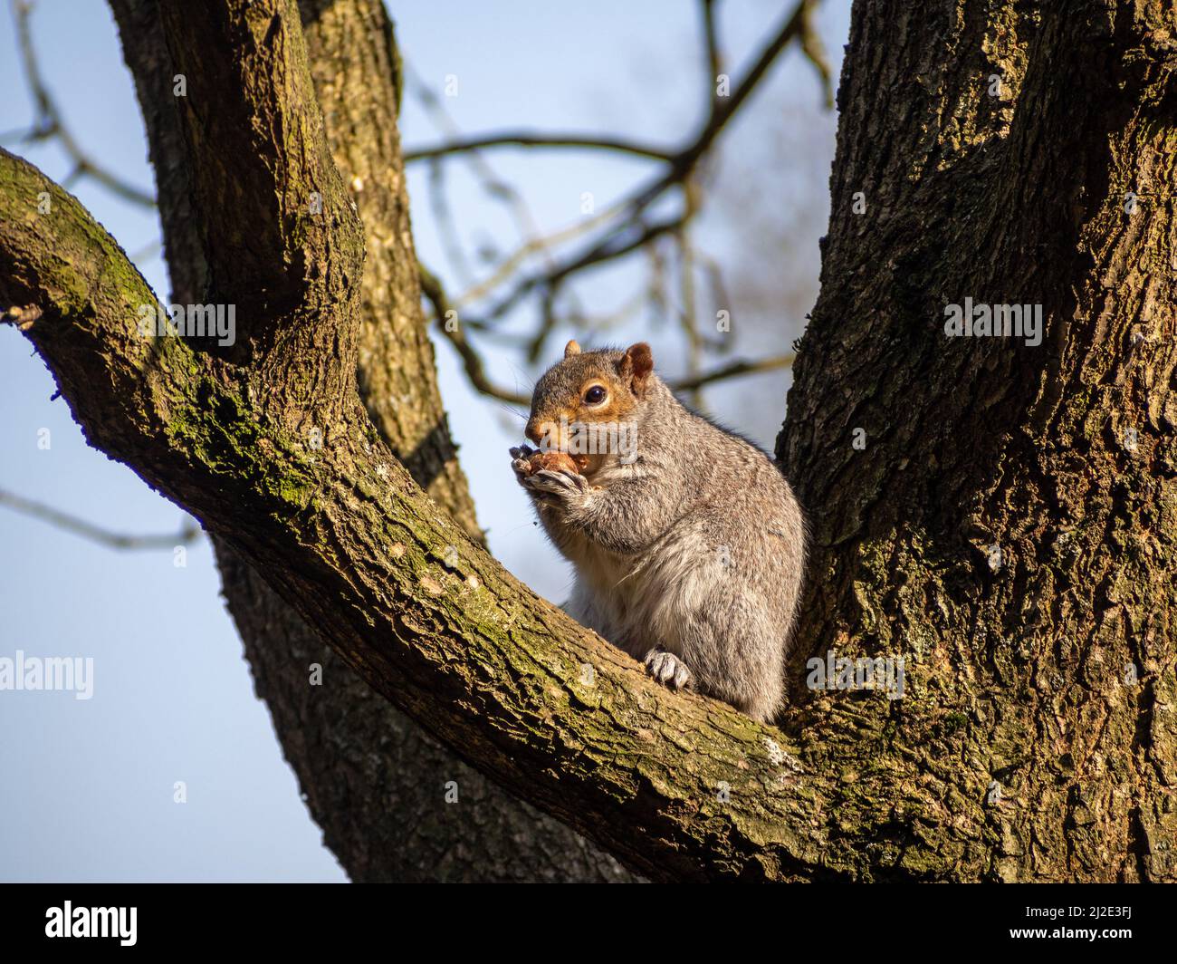 Grey squirrel tree hi-res stock photography and images - Alamy