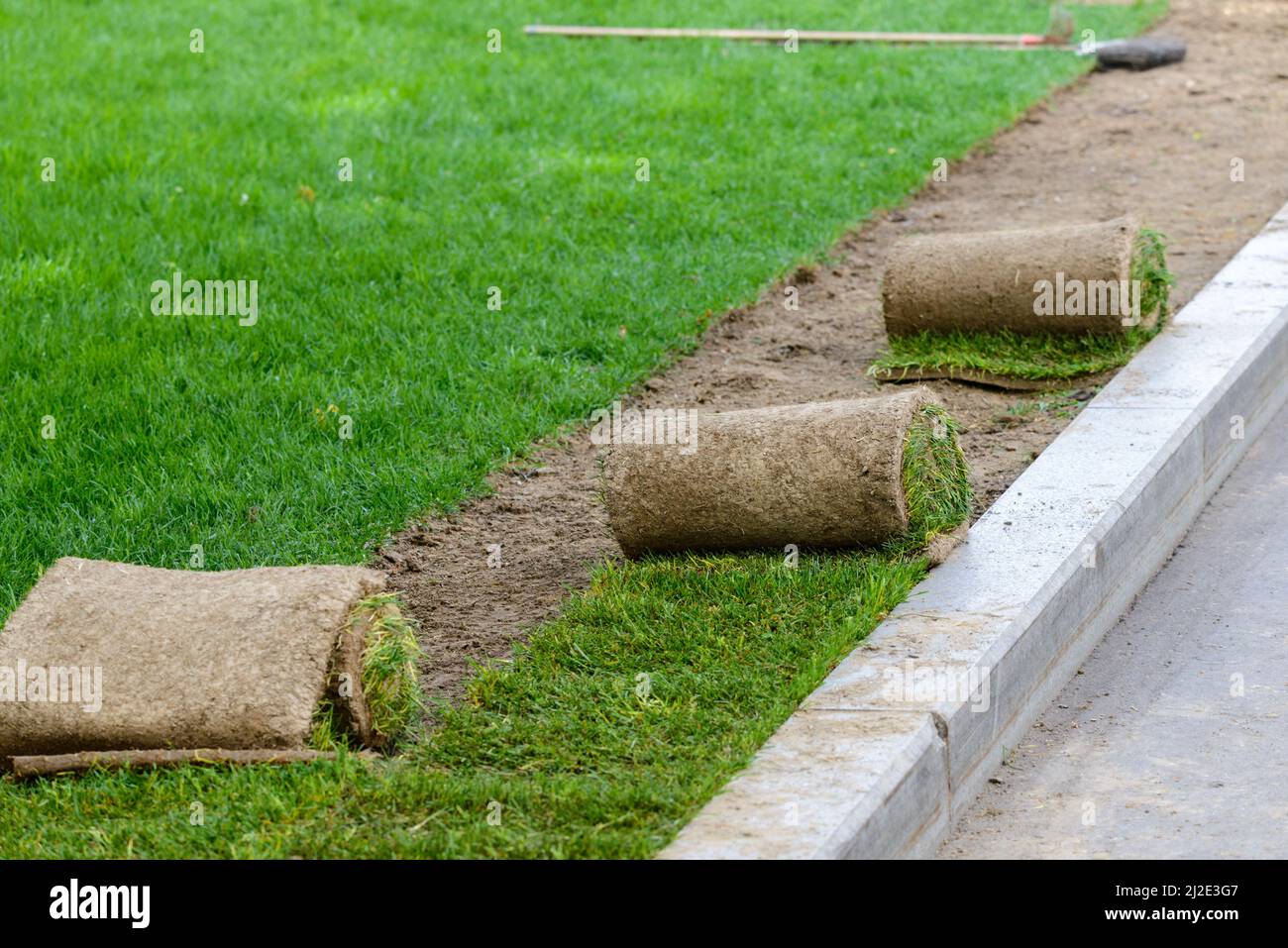 Restoration of a lawn covering with the help of a rolled lawn. Real ...